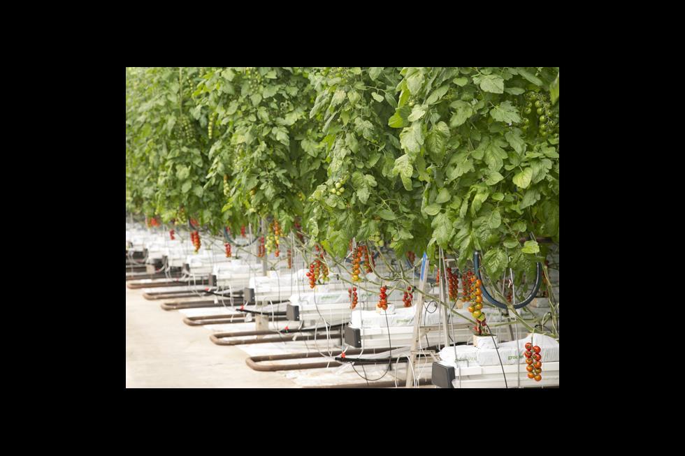 APS Salads completes £3.7m nursery expansion in Kent | News | The Grocer
